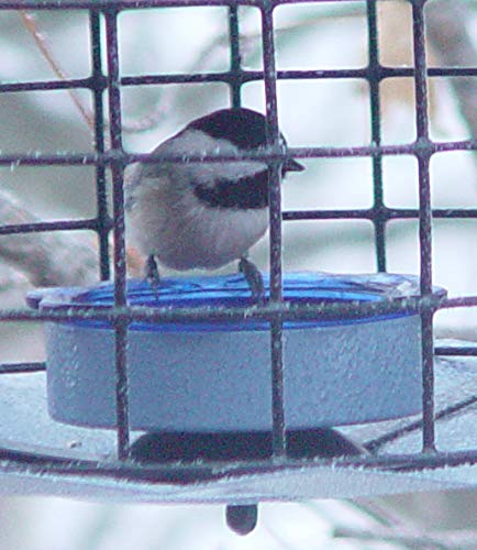 Erva Bluebird Feeder - Includes Meal Worm Cup - Designed to Keep Squirrels Out - Made in The USA