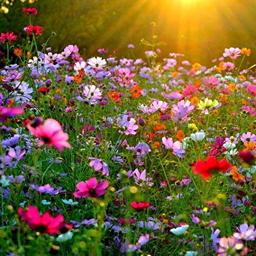 Cosmos(Cosmos bipinnatus) Non-GMO-Cosmos Flower Seed Mix Bulk Package of10,000 Seeds (10g)