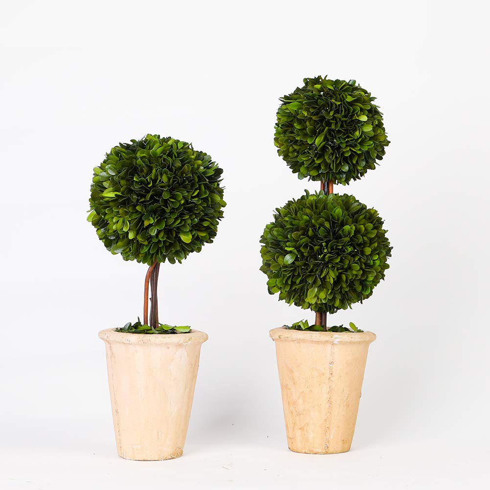 Boxwood VALLEY Real Preserved Boxwood Evergreen Potted Tree Globe Tree Topiary in Terracotta Planter, Home Decor Farmhouse (Double Balls Topiary, 20 inches)