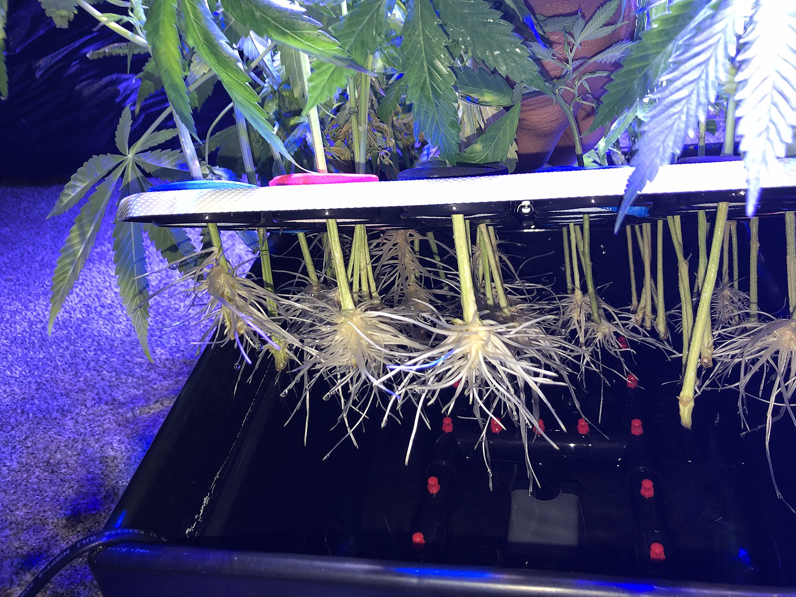 CLONE KING 25 Site Aeroponic Cloning Machine Expect 100% Success Rates