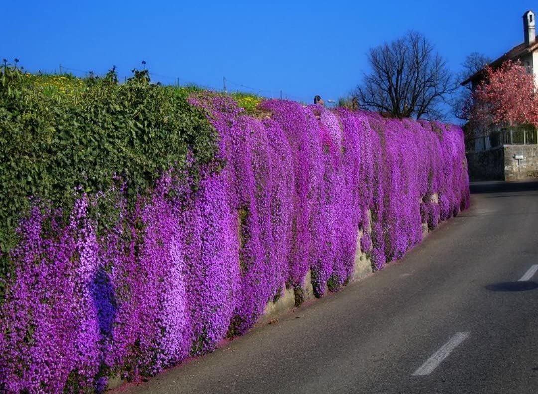 Dichmag 20000+ Creeping Thyme Seeds for Planting Non-GMO Perennial Flower Seeds Landscaping Ground Cover, purple