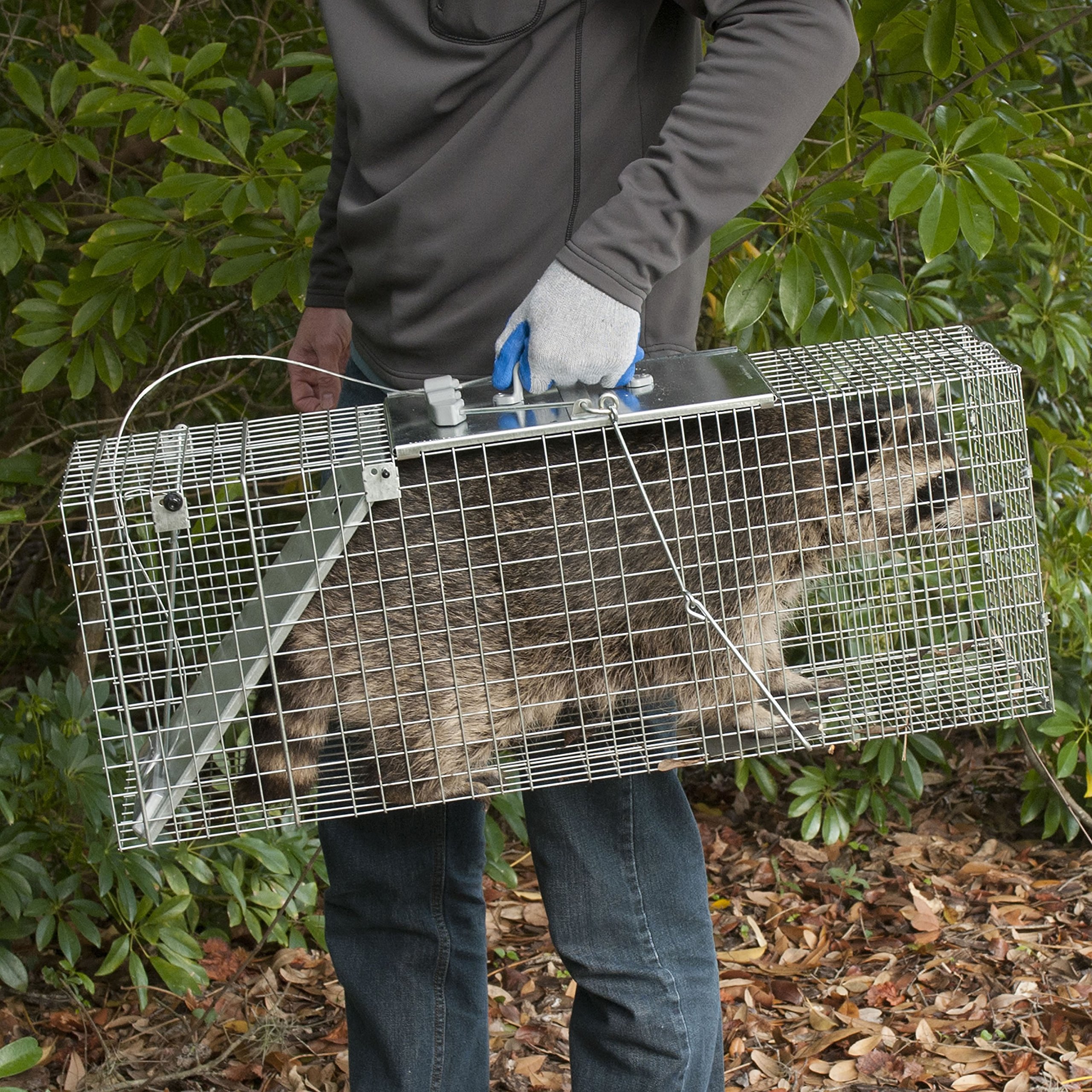 Havahart 1085 Large 1-Door Easy Set & Release Humane Live Animal Trap for Armadillos, Cats, Groundhogs, Muskrats, Nutria, Opossums, Racoons, Skunks, and Other Similar-Sized Animals