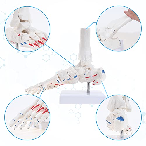 SKUMOD Human Foot and Ankle Skeletal Model with Tibia and Fibula parts, Flexible Foot Bone Structure Model