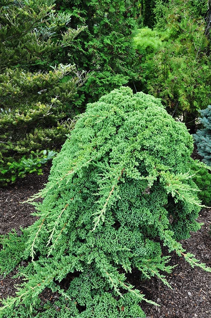 Dwarf Japanese Garden Juniper | 1 Live 4 Inch Pot | Juniperus Procumbens Nana | Drought Tolerant Evergreen Groundcover | Great Plants for Bonsai