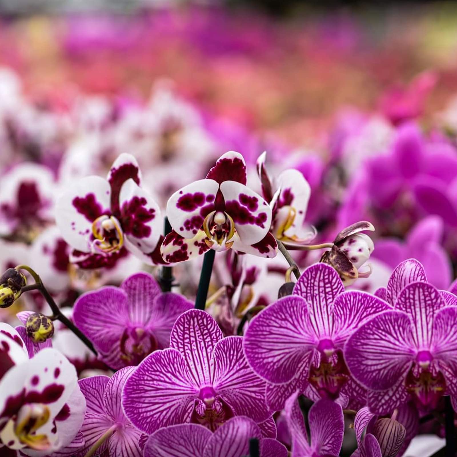 Doter Orchid Potting Mix Orchid Bark, Mix Pine Bark and Perlite, Good Drainage and Water Retention (1 Quart)