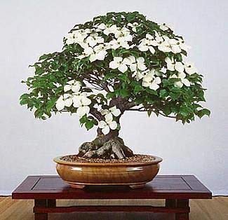 Flowering Dogwood Tree Seeds - 20 Seeds - Made in USA, Ships from Iowa. Beautiful Flowering Tree Seeds for Planting