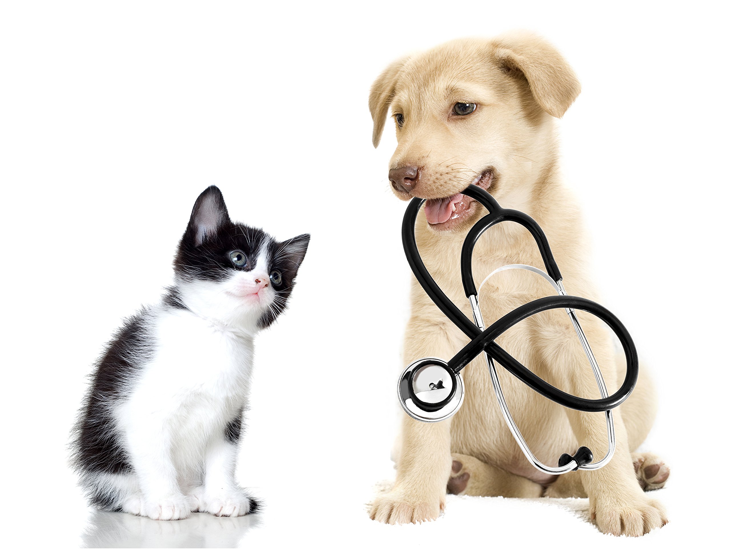 Joint Supplements for Cats - Omega 3 - for Dogs and Cats - Health and Wellness - cat Omega 3-2 Bottle (360 Softgels)