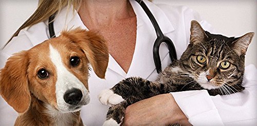 Joint Supplements for Cats - Omega 3 for Pets - CAT and Dog Treats - Premium Healthy Supplement - cat omega3-360 Softgels (2 Bottle)
