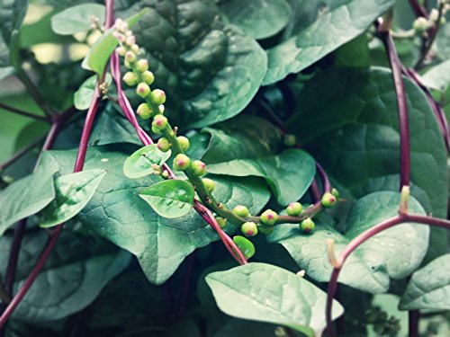Gaea's Blessing Seeds - Red Malabar Spinach Seeds - Non-GMO Seeds with Easy to Follow Planting Instructions - Heirloom Red Stemmed Malabar - 93% Germination Rate