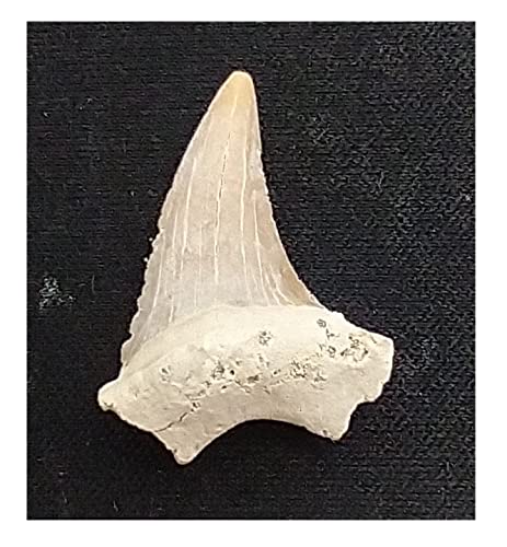 Universal Specialties Shark Teeth in Bag Genuine Fossilized Specimens Perfect for Classroom Lessons Arts and Crafts Necklaces and Play Excavation Sites Real Authentic Eocene Morocco Tooth Approx. 30