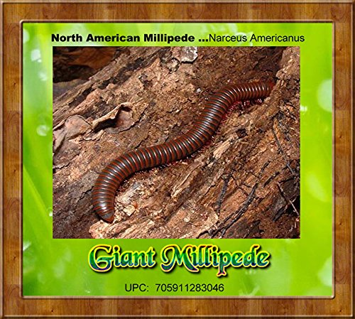 Insectsales.com Live Giant Millipede (Narceus Americanus) Educational & Fun