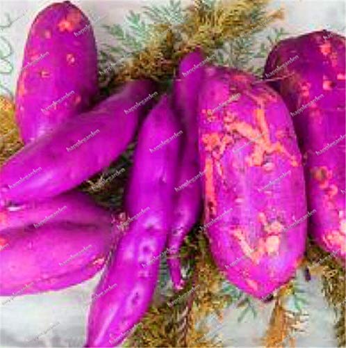 Dichondra Fresh 100pcs Sweet Potato Vegetables Seeds for Planting Orange