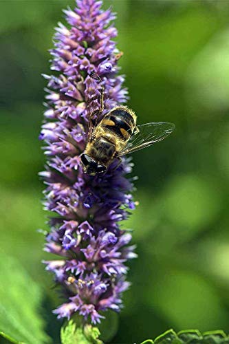 Gaea's Blessing Seeds - Anise Hyssop Herb Seeds - Non-GMO Seeds with Easy to Follow Planting Instructions - Open-Pollinated Heirloom High Germination Rate 96% Germination Rate 400mg