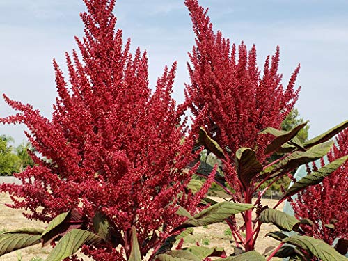 Gaea's Blessing Seeds - Amaranth Seeds - Red Garnet - Non-GMO Seeds with Easy to Follow Planting Instructions - Open-Pollinated - Untreated - Heirloom - 92% Germination - Net Wt. 1.3g