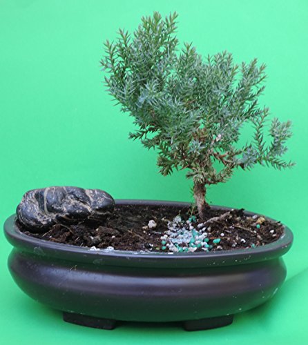 Fertilized Juniper Bonsai with Rock Sold by JM Bamboo