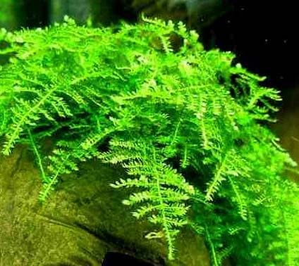 Marcus Fish Tanks Christmas Moss Vesicularia Montagnei Live Freshwater Aquarium Plant Live Aquarium Moss Buy 2 Get 1 Extra