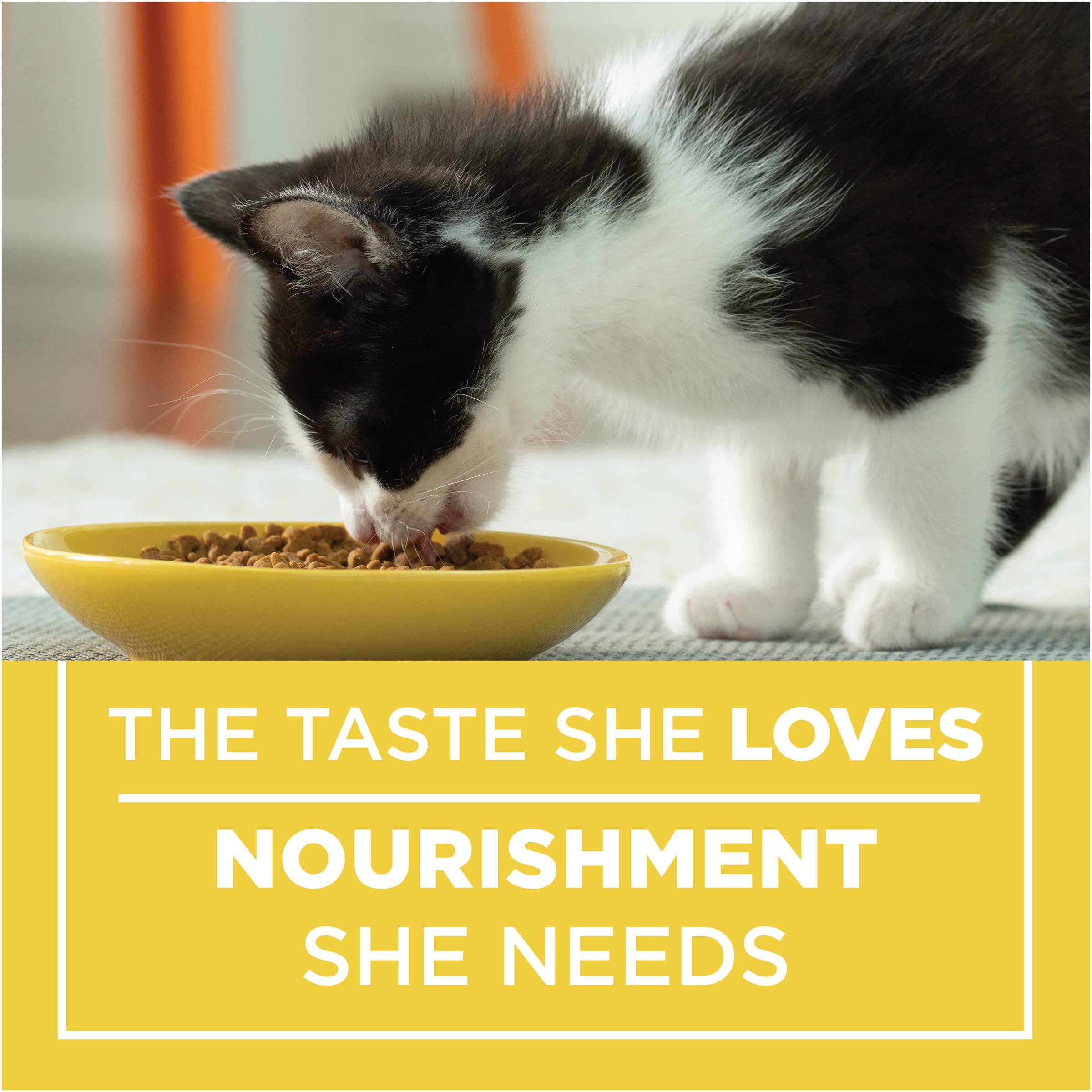 Purina Kitten Chow Nurture Kitten Dry Cat Food, 3.15 LB (Pack of 2)