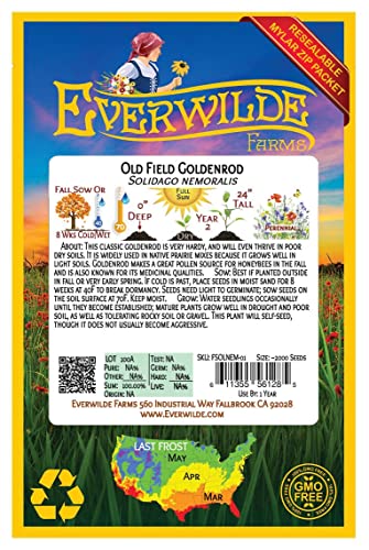 Everwilde Farms - 2000 Old Field Goldenrod Native Wildflower Seeds - Gold Vault Jumbo Seed Packet