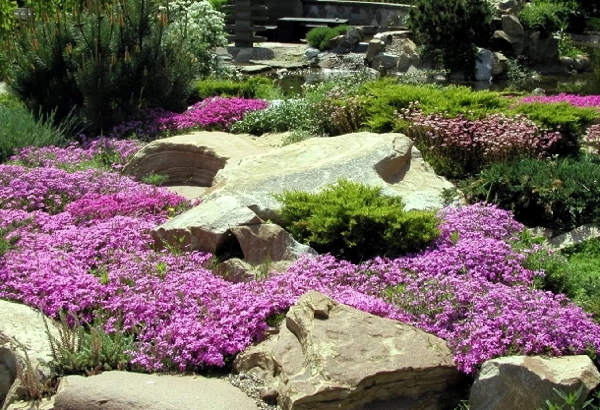 Dichmag 20000+ Creeping Thyme Seeds for Planting Non-GMO Perennial Flower Seeds Landscaping Ground Cover, purple