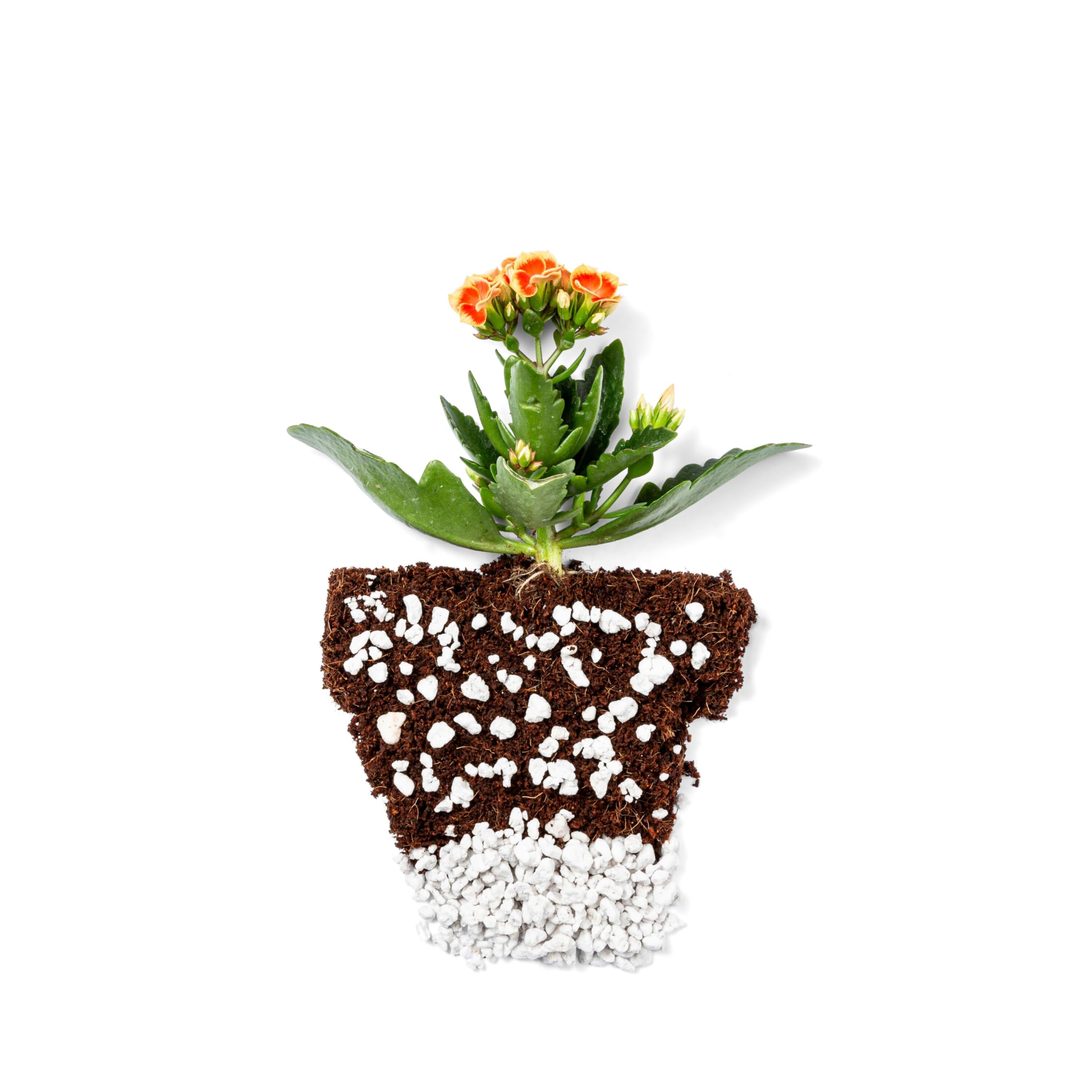 Coco Bliss 650gm Bricks (10-Pack) + Perlite Bliss (8 Qts) - Organic Coco Coir Bricks for Plants, Herbs, Potting Soil - High Expansion Coco Fiber with Low EC & pH Balance - Organic Perlite for Plants