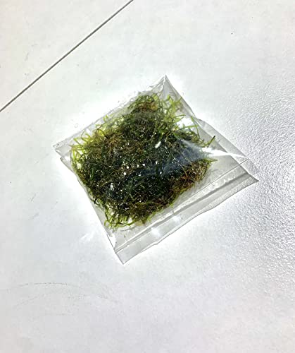 Marcus Fish Tanks Christmas Moss Vesicularia Montagnei Live Freshwater Aquarium Plant Live Aquarium Moss Buy 2 Get 1 Extra