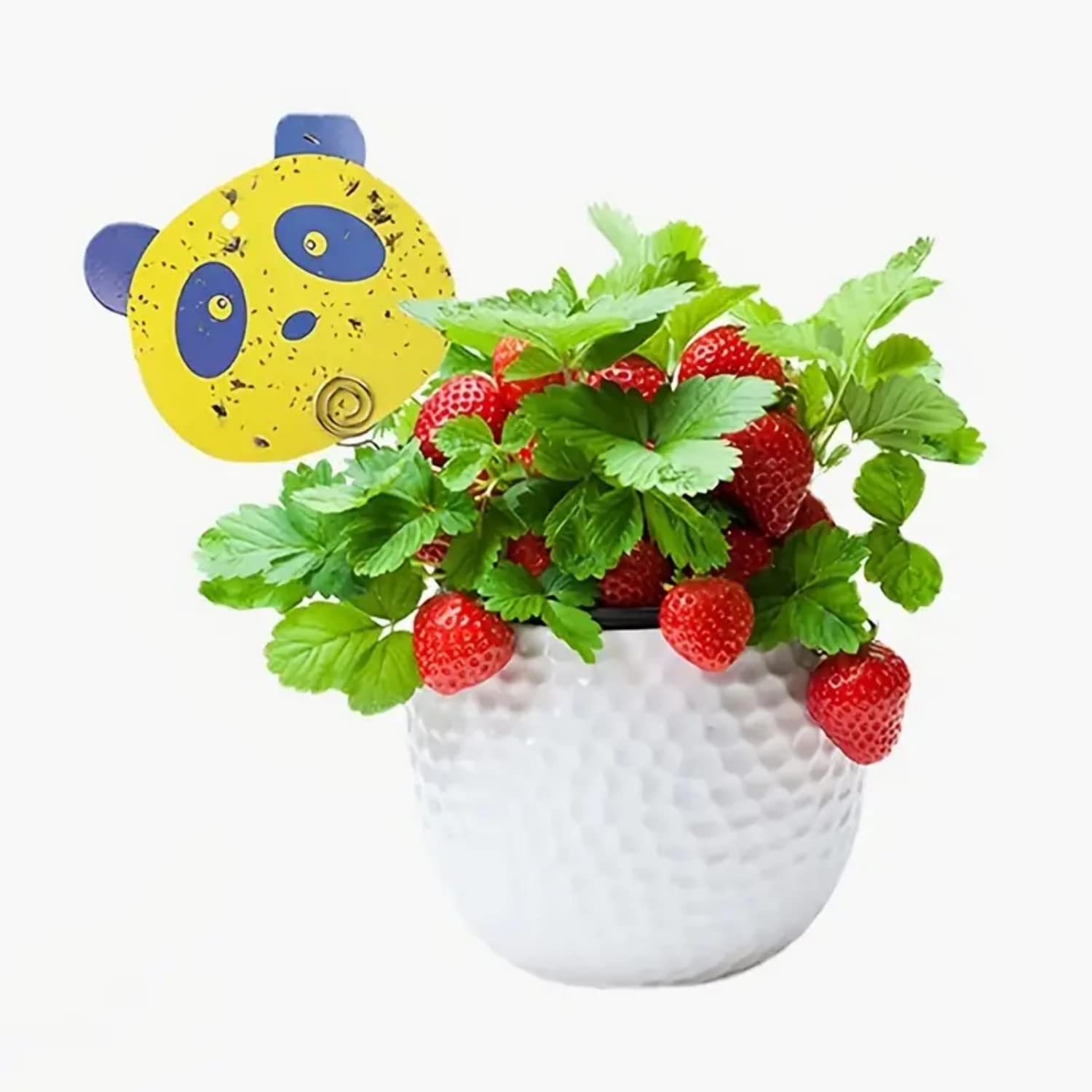 Springco Fruit Fly Traps 53 Pack Panda Gnat Sticky Traps for Indoor/Outdoor House Plants Fungus Traps Insect Catcher for Mosquitoes, Bug,Fungus Gnats,Pest Insect Catcher Killer (53pack(36panda+6+11))