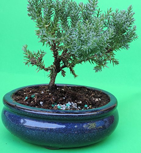 Fertilized Juniper Tree Bonsai Sold by JM Bamboo