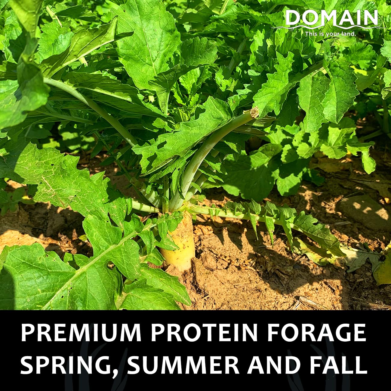 Domain Outdoor Illicit Food Plot Seeds, Fast Growing Variety of Deer Radish, Perfect Seed for Spring, Summer or Fall, Leafy Greens, Sugar-Filled Tap Root, Up to 8 Tons of Forage Per Acre, 1/2 Acre