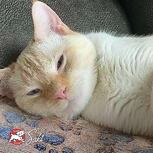 Fromm Four-Star Nutritionals Surf & Turf Cat Food - Premium Dry Cat Food - Salmon Recipe - 4 lb