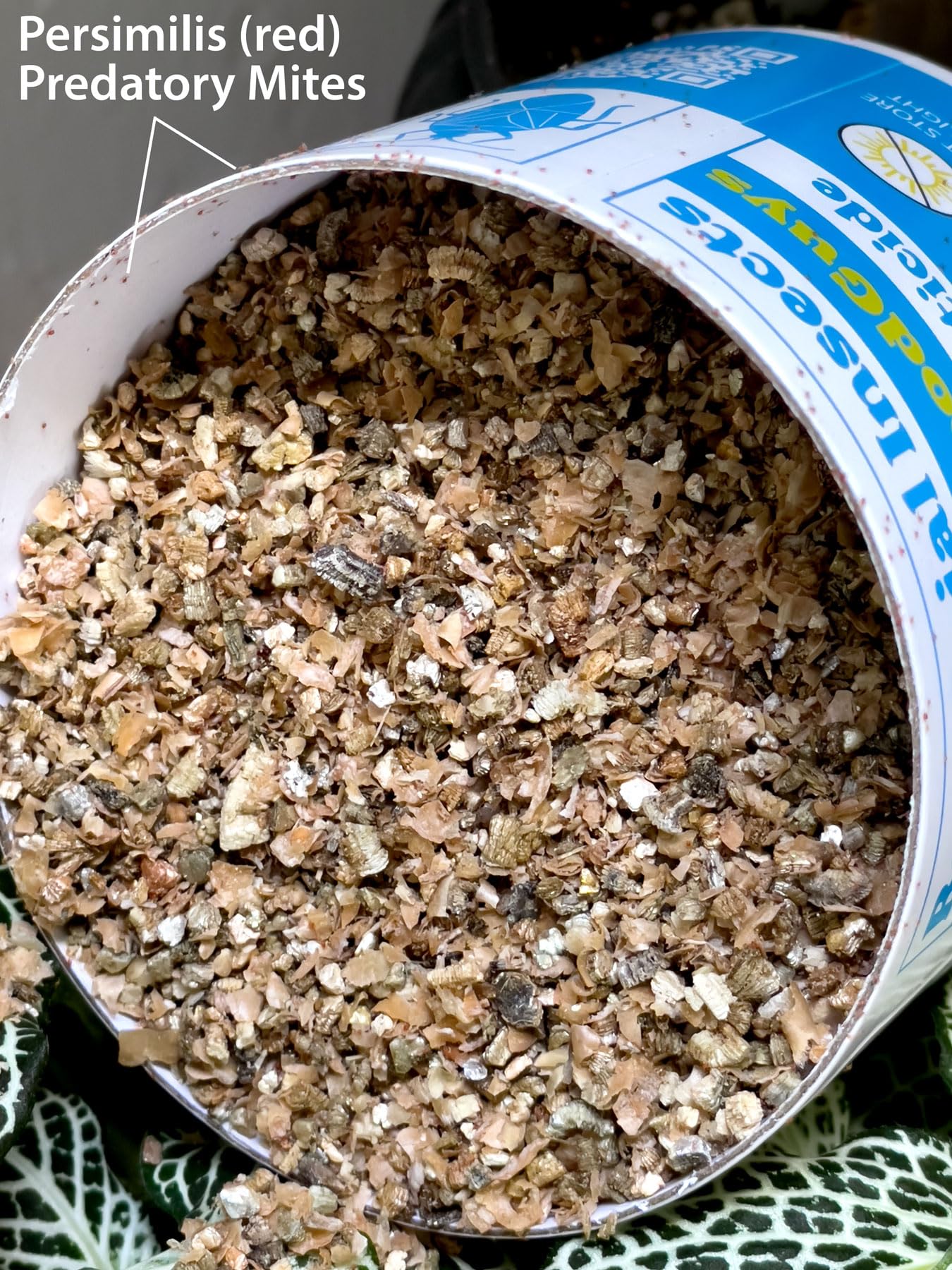 Natures Good Guys - Amblyseius swirskii (10,000 Mites per Bottle)