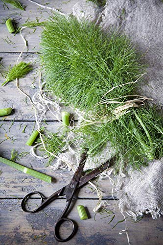 Gaea's Blessing Seeds - Fennel Seeds (2.0g) - Non-GMO Seeds with Easy to Follow Planting Instructions - Herb Seeds 85% Germination Rate