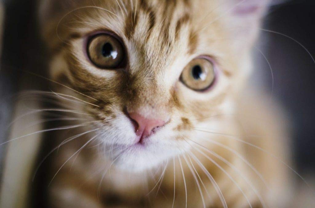 I LOVE MY PETS LLC cat probiotic for Constipation - CAT Digestive AID - Healthy PROBIOTICS - Chews - Digestive enzymes Cats - 60 Treats (1 Bottle)