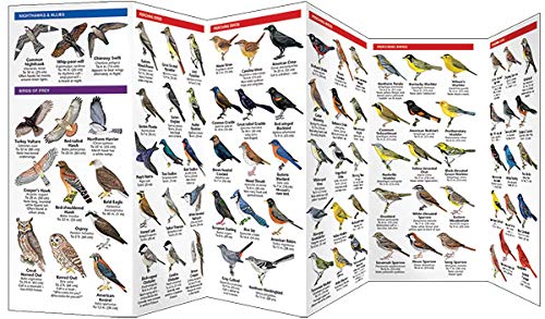 Missouri Birds: A Folding Pocket Guide to Familiar Species (Nature Observation North America)