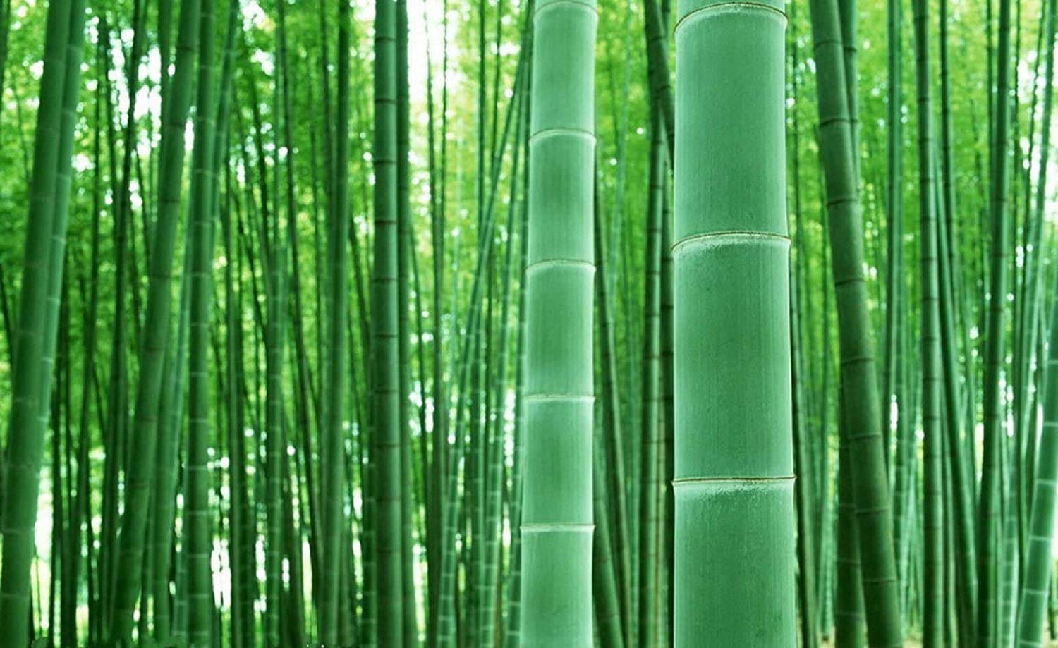 Giant Bamboo Seeds for Planting - 50+ Seeds - Grow Giant Bamboo, Privacy Screen, Good for Environment - Ships from Iowa