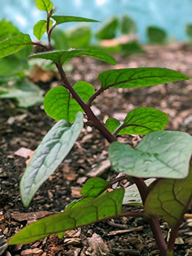 Gaea's Blessing Seeds - Red Malabar Spinach Seeds - Non-GMO Seeds with Easy to Follow Planting Instructions - Heirloom Red Stemmed Malabar - 93% Germination Rate