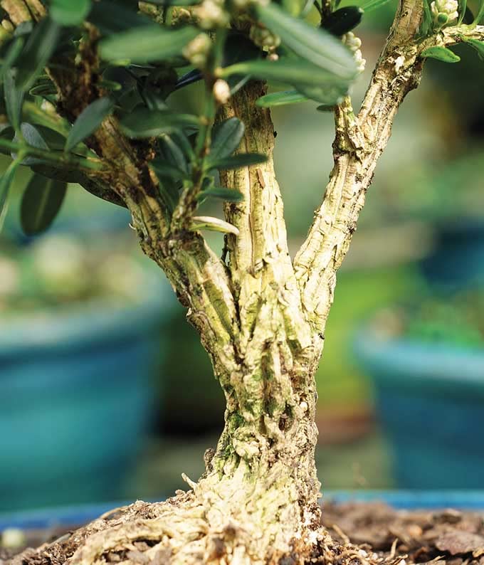 From You Flowers - Harland Boxwood Bonsai Tree for Birthday, Anniversary, Get Well, Congratulations, Thank You