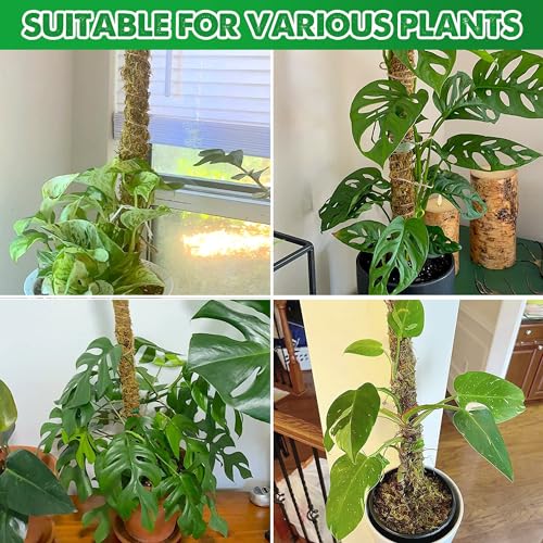 DUSPRO Forest Moss Pole, Small Moss Poles for Climbing Plants Monstera, Non-Bendable Shagnum Moss Stick for Monstera Plant Support Perfect for Small Mini Plant Growth 2 Pcs 17"