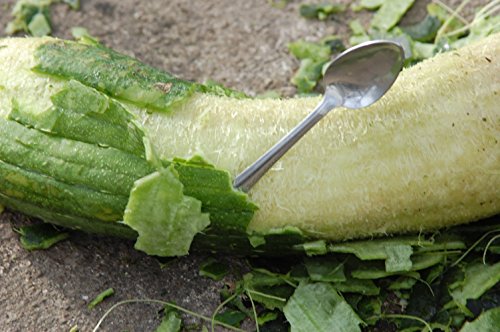 Gaea's Blessing Seeds - Luffa Gourd Seeds - Non-GMO - with Easy to Follow Planting Instructions - Heirloom Sponge Loofah Muop Huong 93% Germination Rate