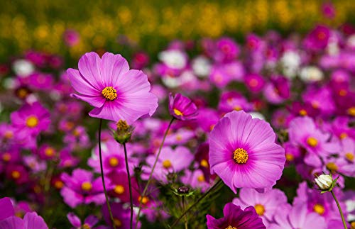 Cosmos(Cosmos bipinnatus) Non-GMO-Cosmos Flower Seed Mix Bulk Package of10,000 Seeds (10g)