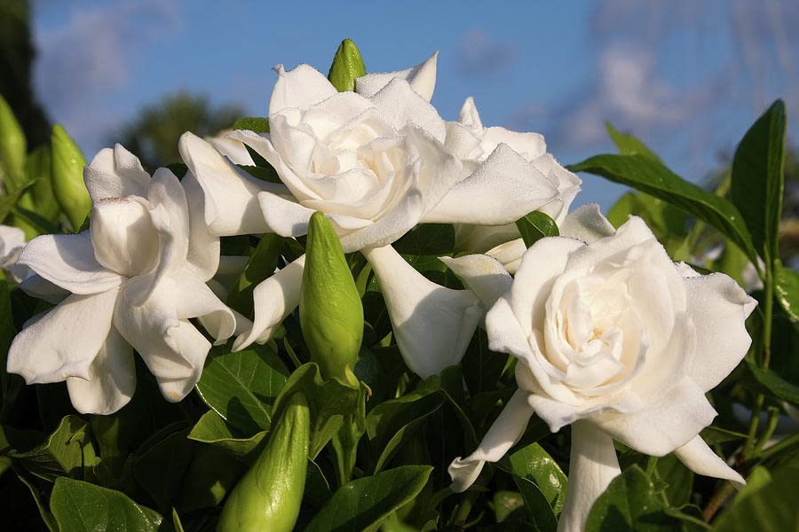 Gardenia Seeds, White Fragrant Blooms and Glossy Green Foliage-50 Seeds