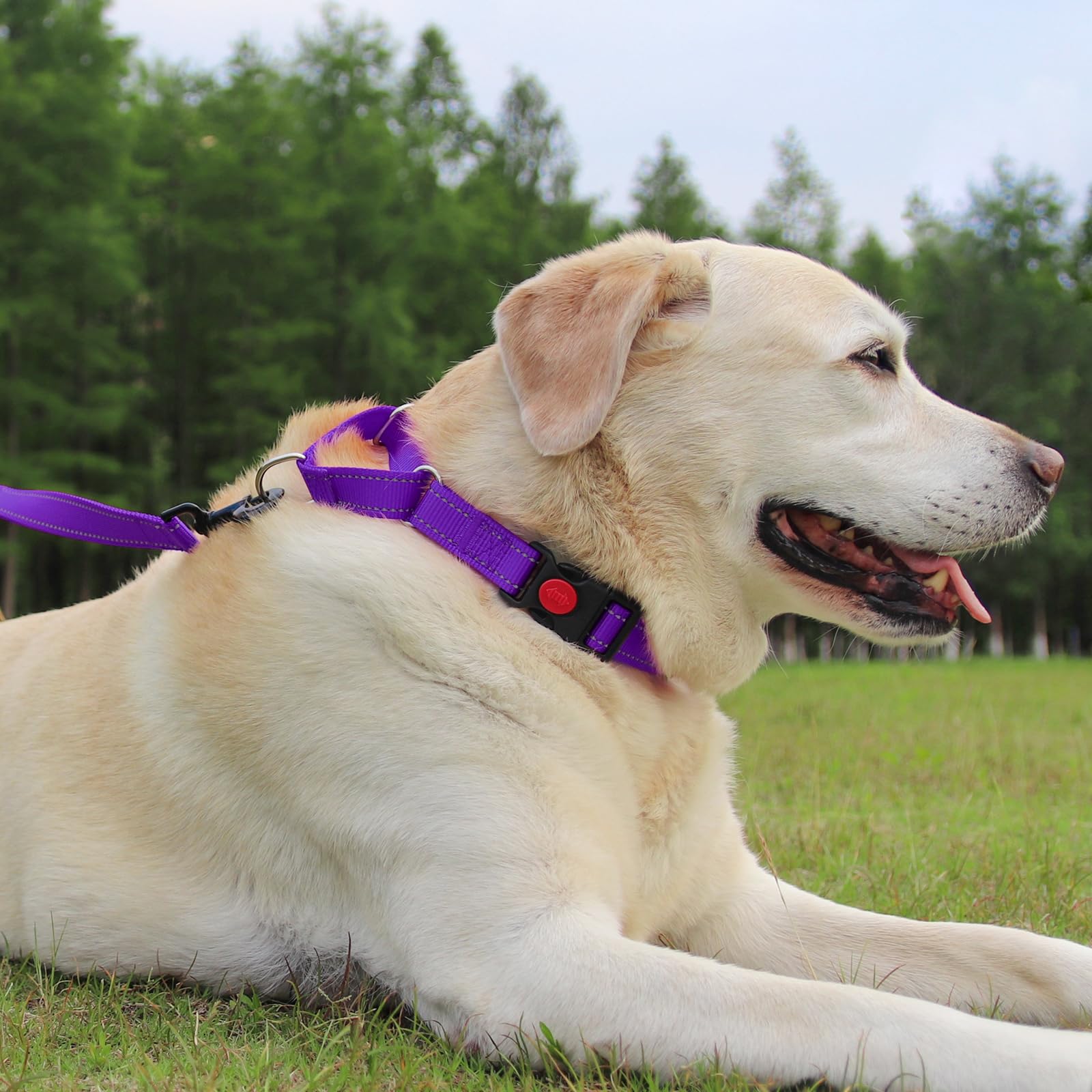 Joytale Martingale Collar for Dogs, Reflective Heavy Duty Dog Collar for Safety, Quick Release Buckle, Adjustable Nylon Collars for Medium Dogs Walking Training, Purple,M