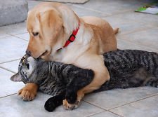 Joint Supplements for Cats - Omega 3 - for Dogs and Cats - Health and Wellness - cat Omega 3-2 Bottle (360 Softgels)