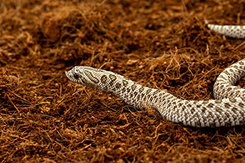 ReptiEarth Fine Coconut Fiber Substrate, Fluffy Small-Strand Reptile Substrate and Snake Bedding for Bioactive Terrarium Tanks, Organic Coco Fiber for Lizards, Frogs, Tarantulas (12 Quart)