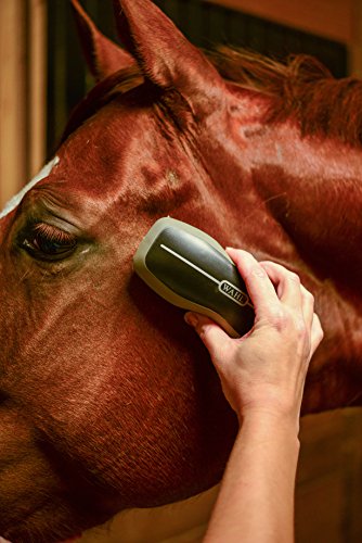 WAHL Professional Animal Equine Grooming Face Horse Brush, Black (858707)