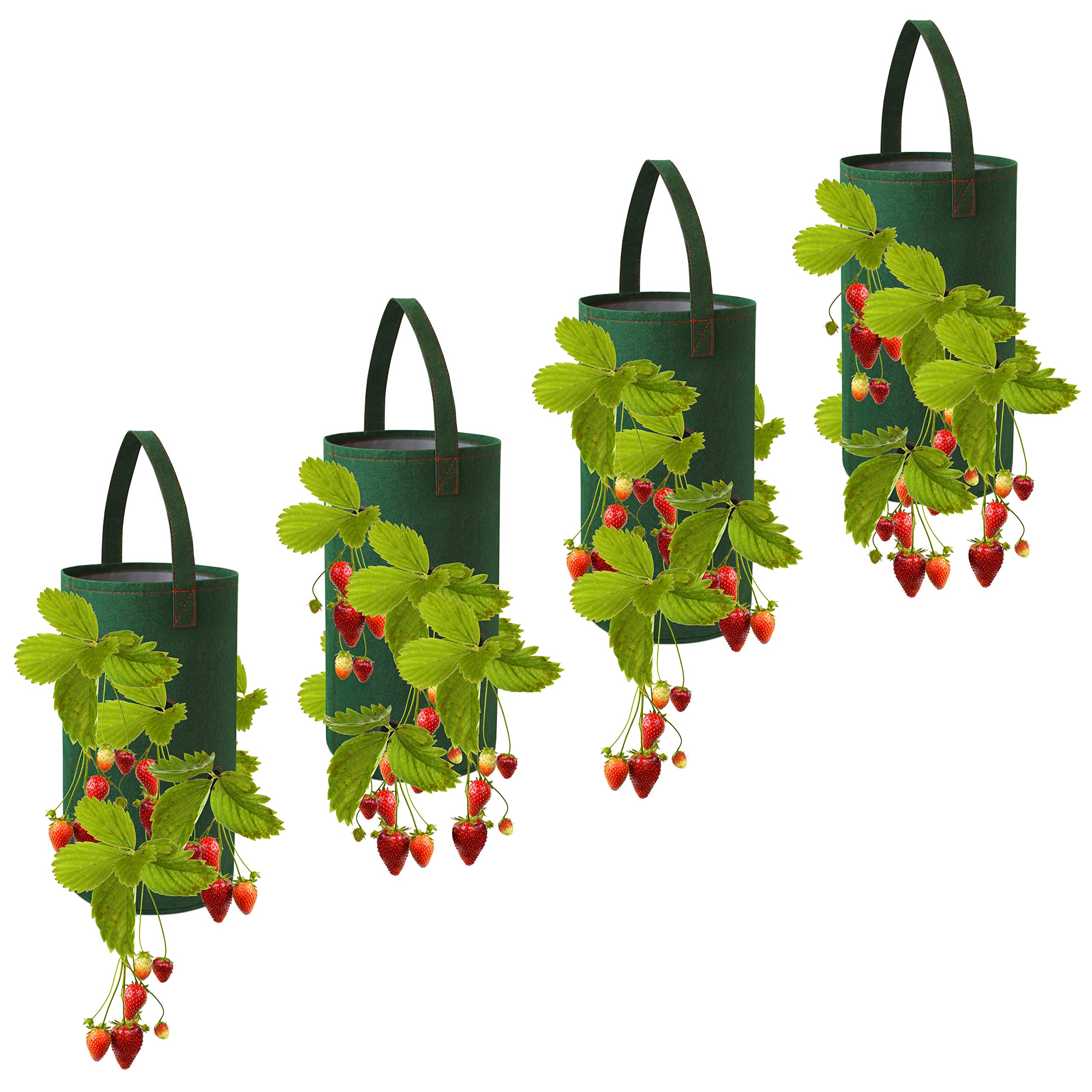 Evie-2 Strawberry Everbearing Bare Roots Plants, 25 per Pack, Hardy Plants Non GMO