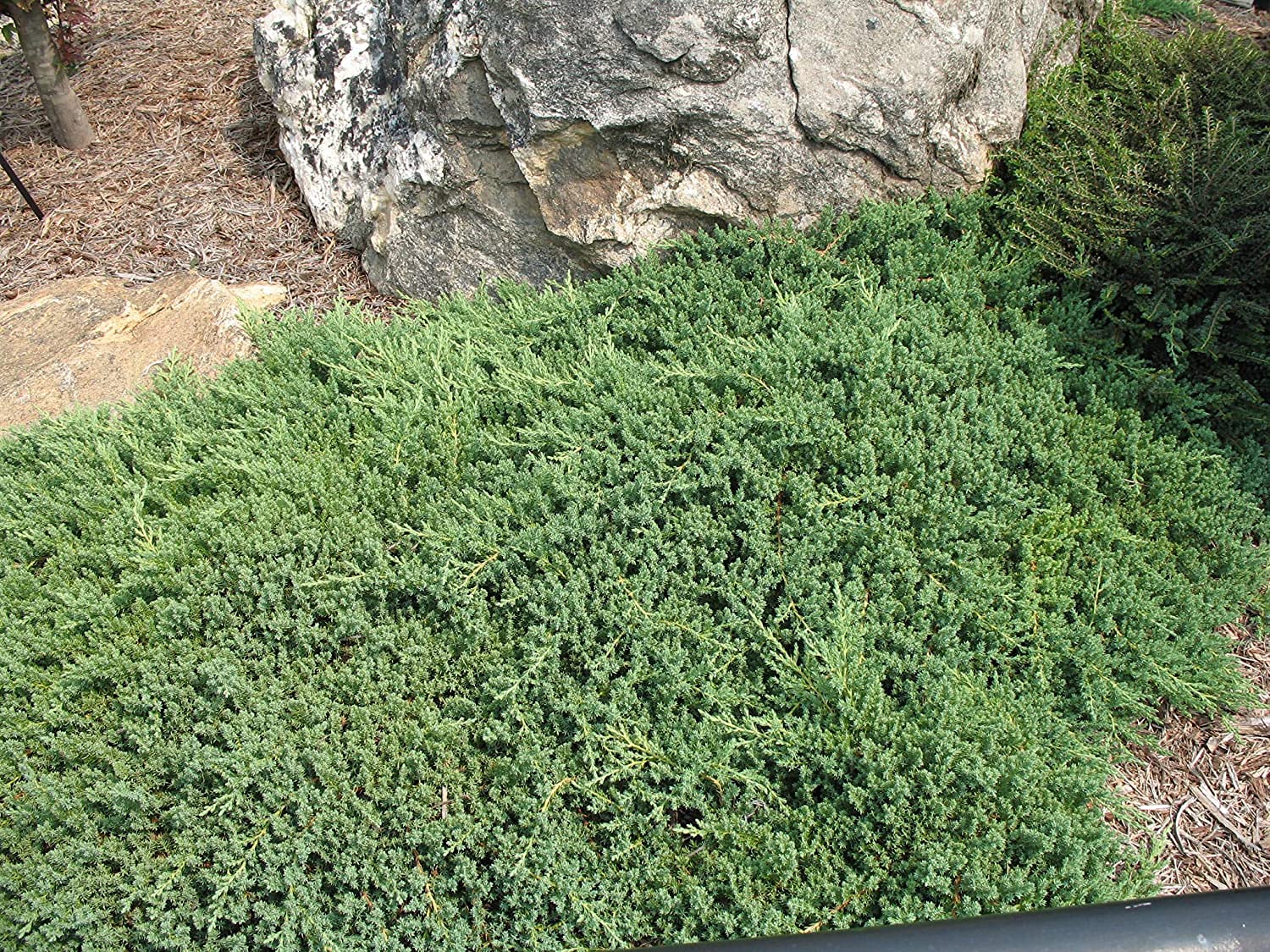 Dwarf Japanese Garden Juniper | 1 Live 4 Inch Pot | Juniperus Procumbens Nana | Drought Tolerant Evergreen Groundcover | Great Plants for Bonsai
