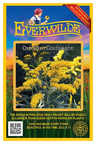 Everwilde Farms - 2000 Old Field Goldenrod Native Wildflower Seeds - Gold Vault Jumbo Seed Packet