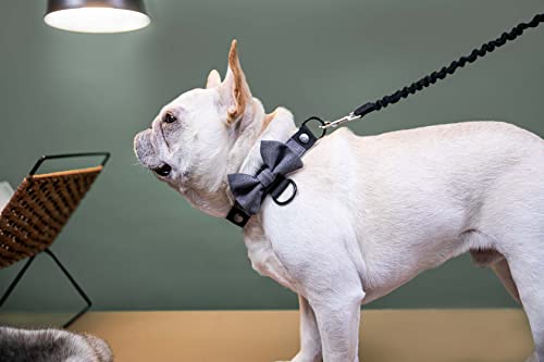 BOW Gentle - Modular Dog Collar