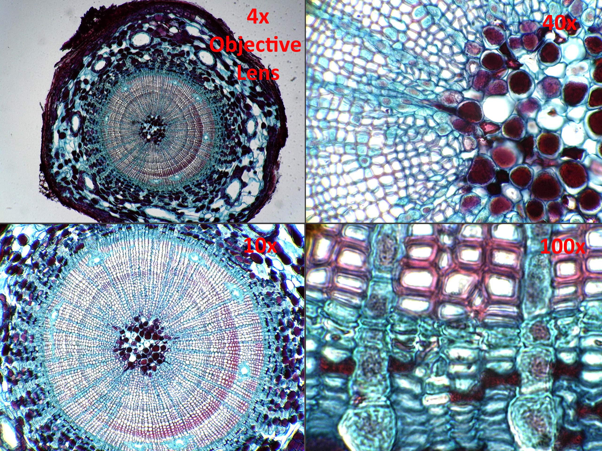 Dino-Lite USB Eyepiece Camera AM7025X β 5MP, Use on Traditional Microscope