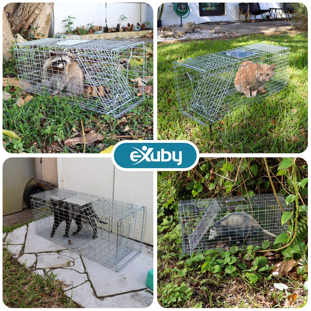 eXuby Large Cat Trap for Stray/Feral Cats & Other Animals - 32"x12"x13β - Catch Them Live & Relocate - Extra Large 8.5" Trigger Platform - Also for; Racoon, Rabbit, Possum, Skunk, Bobcat, Squirrel